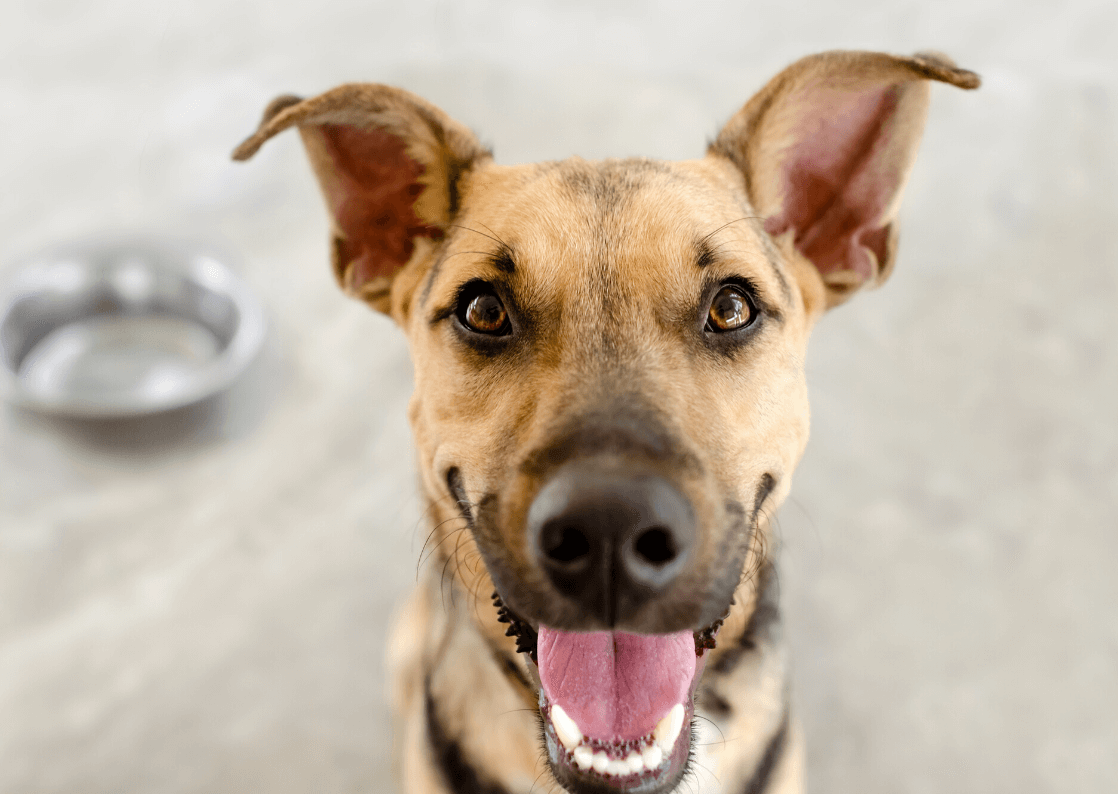 Lista De Animales Mestizos Las 15 Razas De Perros Que Mejor Se Adaptan